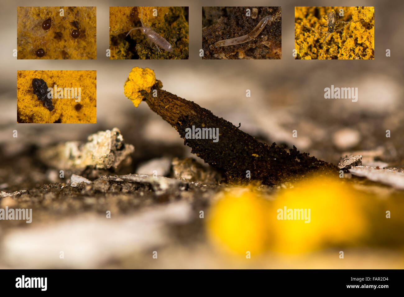 Fungal fauna composite. The tiny wildlife of a rotting mushroom micro ...