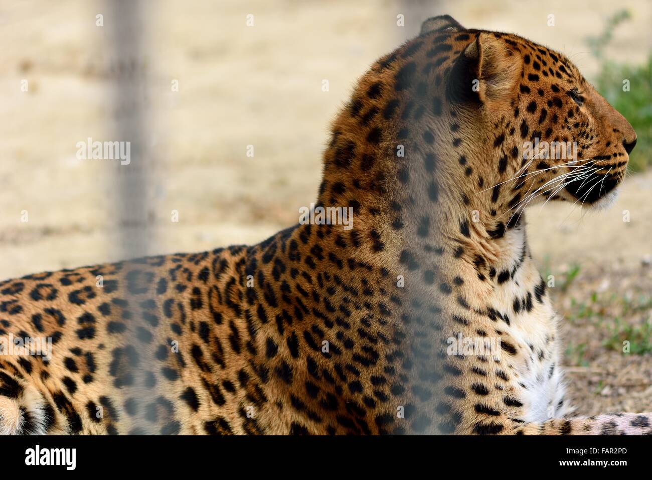 Leopard (Panthera pardus) in captivity in Sphinx pose. A captive big ...