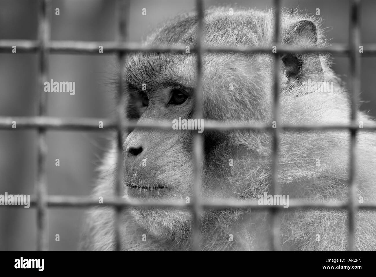 Captive monkey hi-res stock photography and images - Alamy