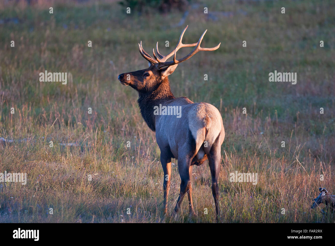 Bull elk cervus canadensis standing hi-res stock photography and images ...