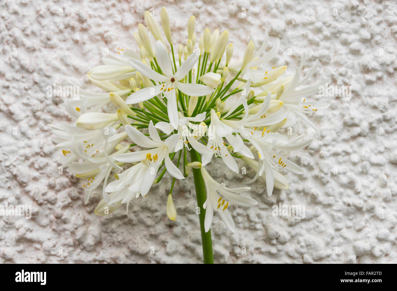 Madeira - Beira da Quinta, north coast. White agapanthus Stock Photo ...