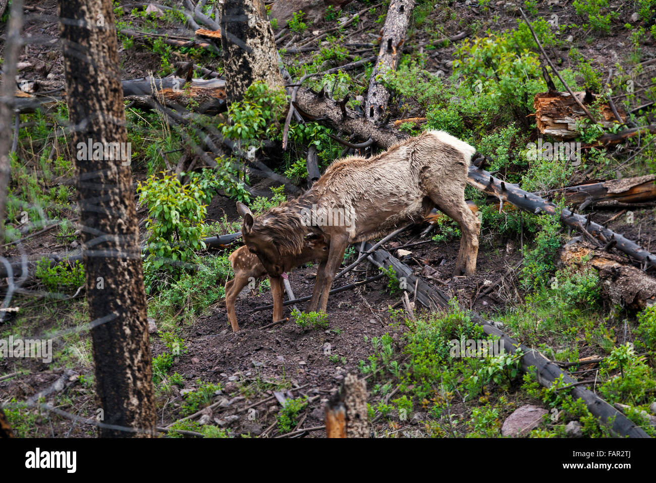 Fresh born calf hi-res stock photography and images - Alamy