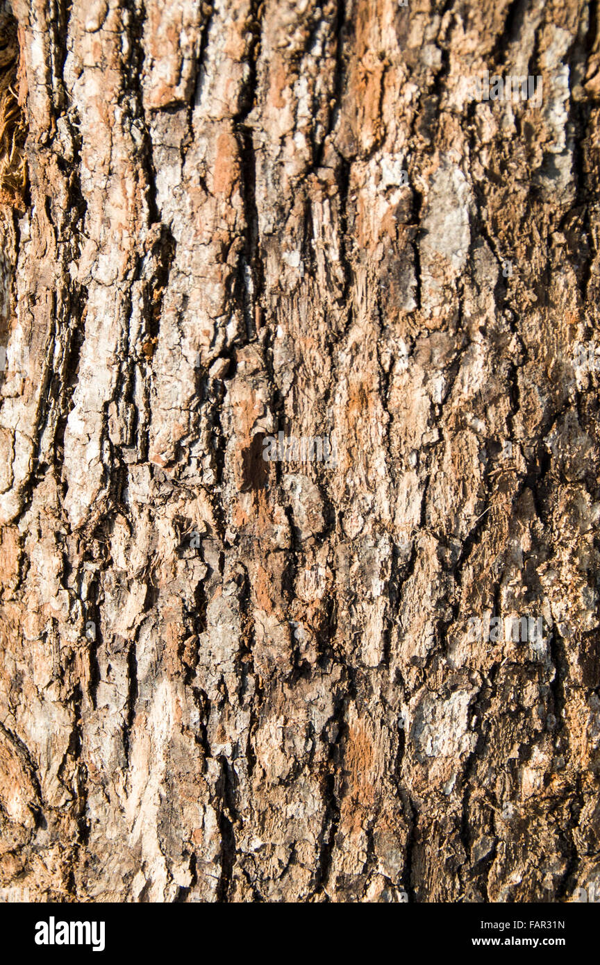 The bark on an old tree sunny and carved with age Stock Photo - Alamy
