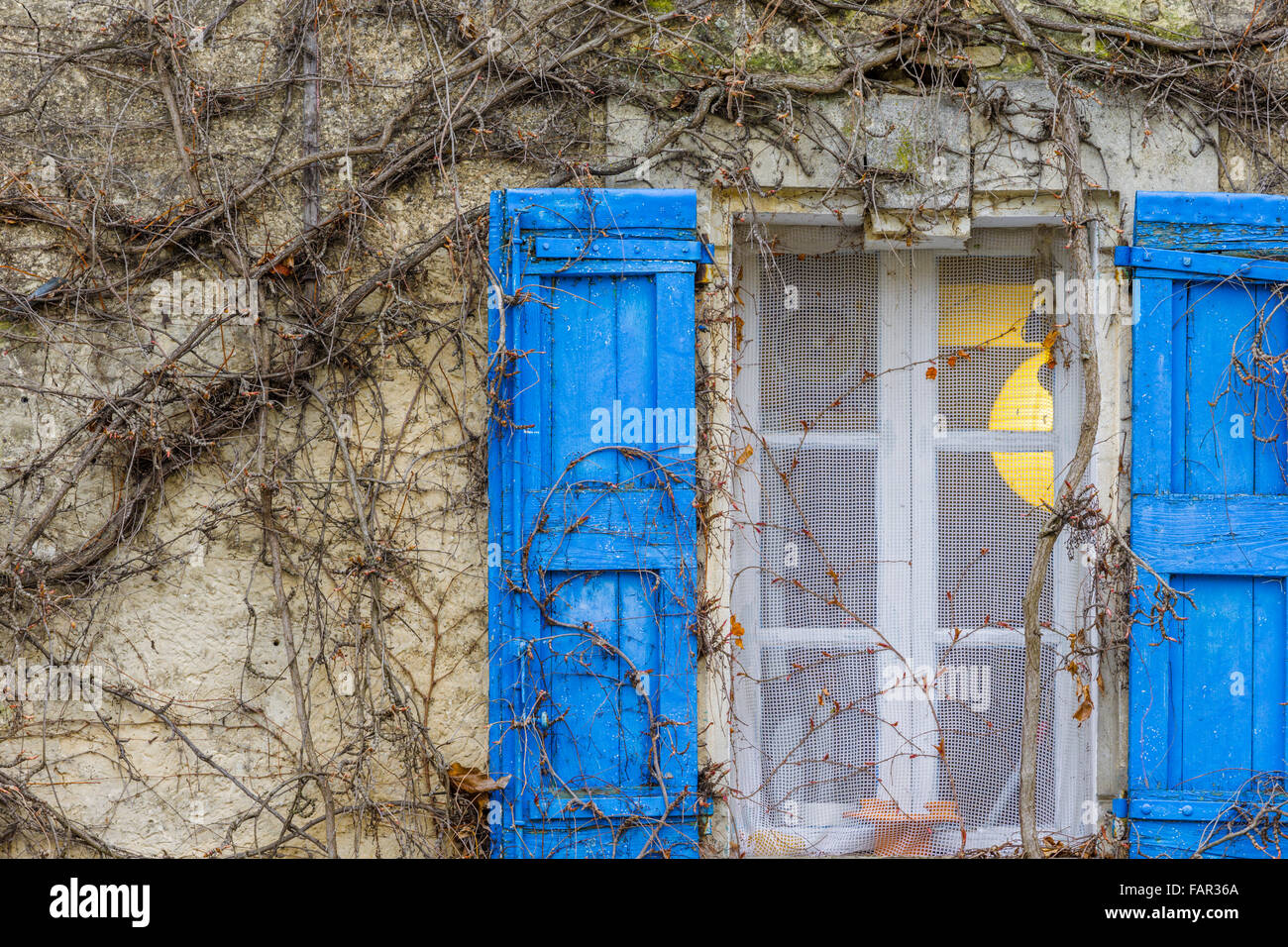 rustic window shutters and vines, Provence, France Stock Photo - Alamy