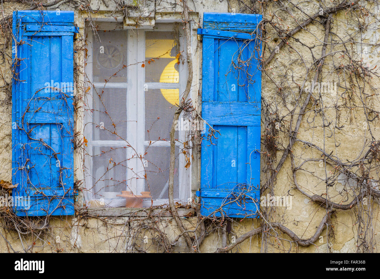 rustic window shutters and vines, Provence, France Stock Photo - Alamy