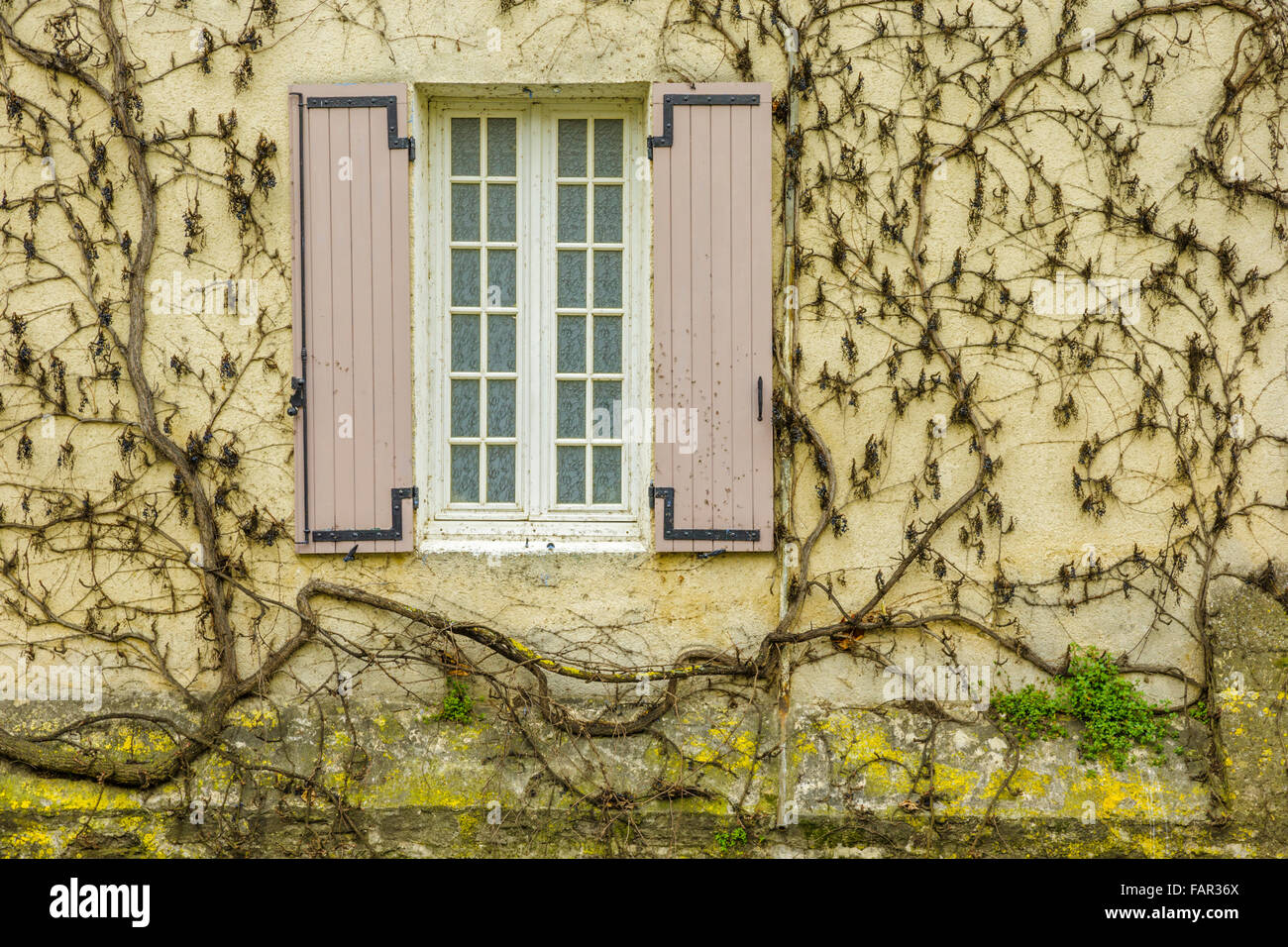rustic window shutters and vines, Provence, France Stock Photo - Alamy