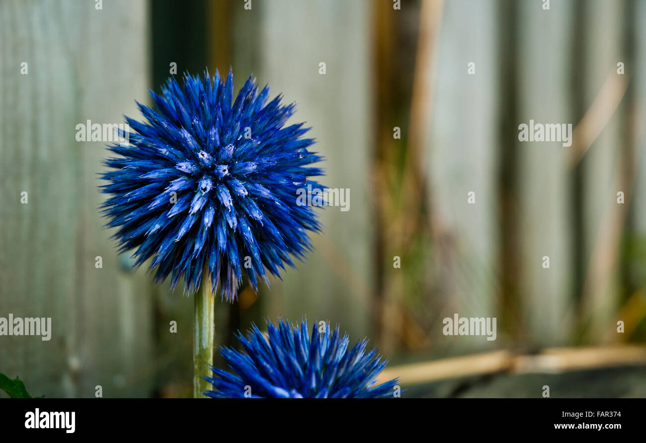 Plant blue thistle hi-res stock photography and images - Alamy