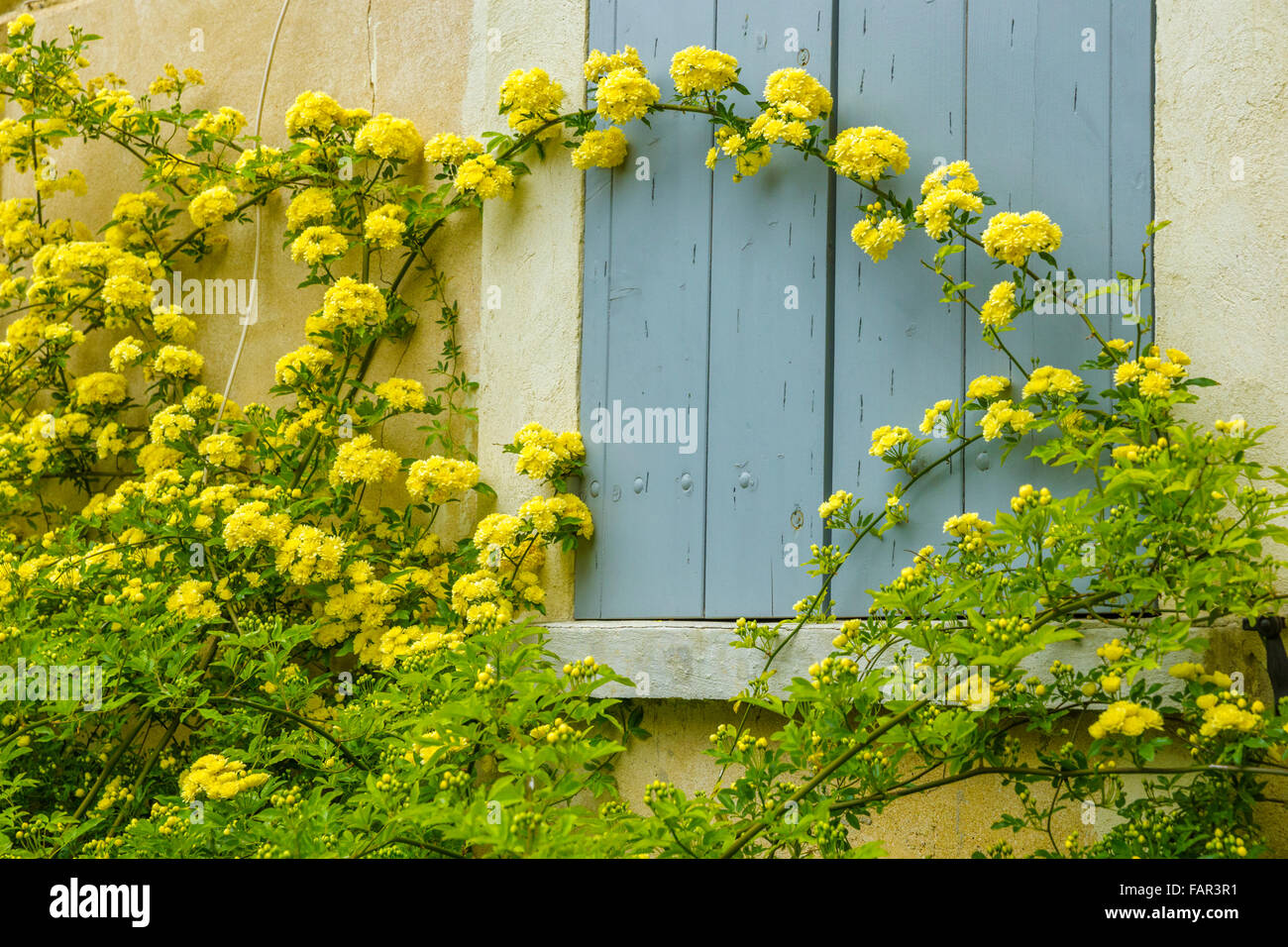 window shutter and flowering vines, Provence, France Stock Photo - Alamy