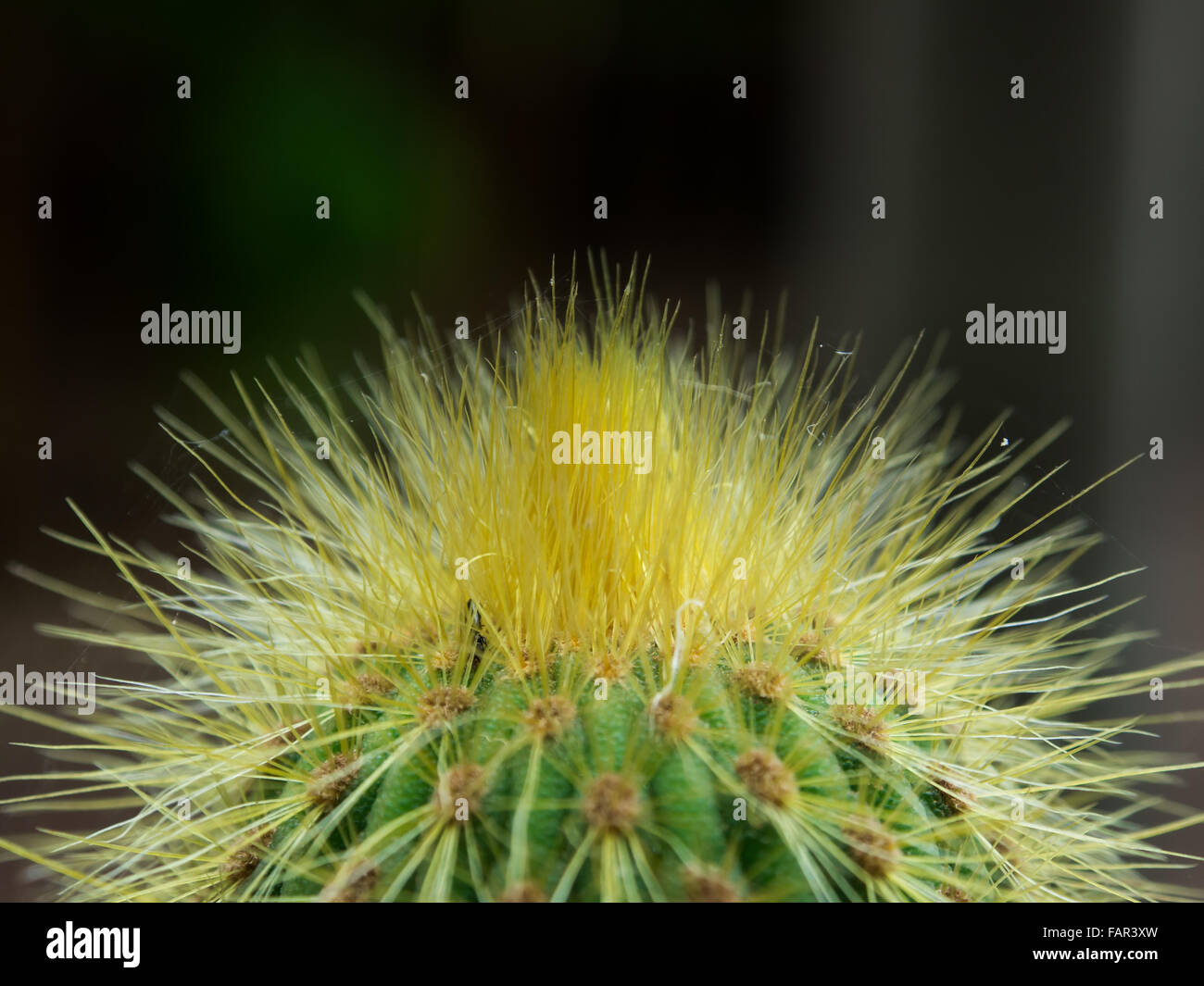 Close up shot cactus spikes hi-res stock photography and images - Alamy