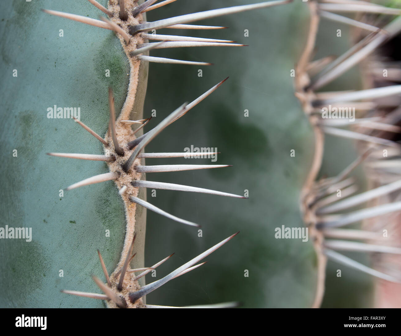 Close up shot cactus spikes hi-res stock photography and images - Alamy