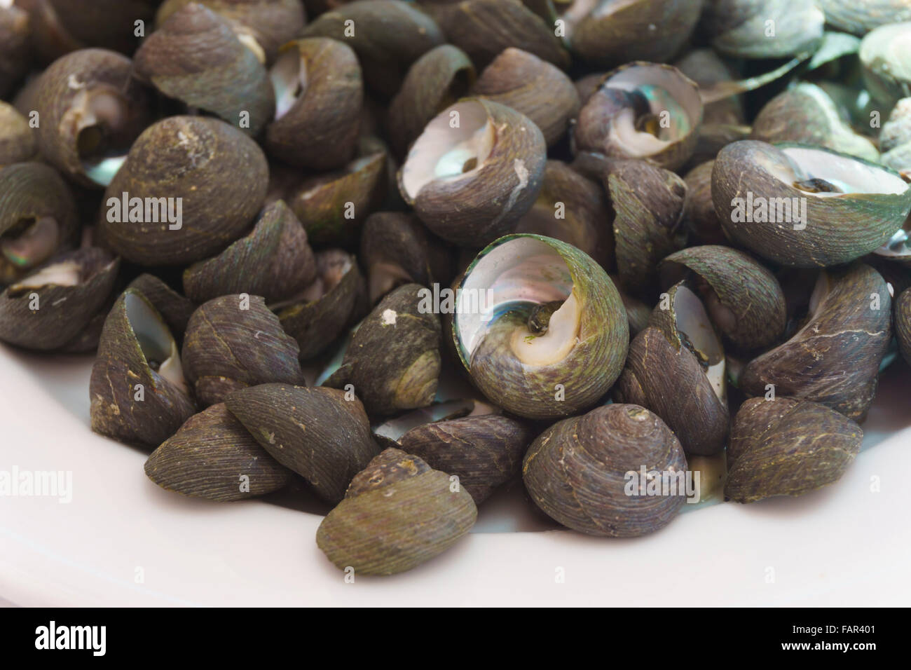 Snail seafood hi-res stock photography and images - Alamy