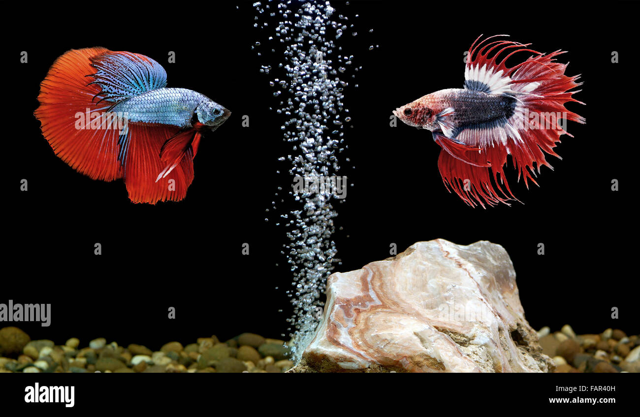 two betta fish, siamese fighting fish in aquarium Stock Photo - Alamy