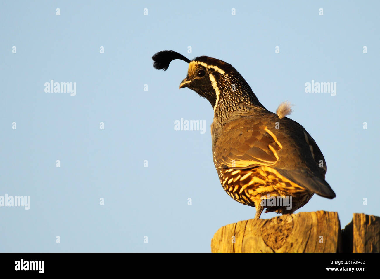 A male California Quail leaning out Stock Photo - Alamy