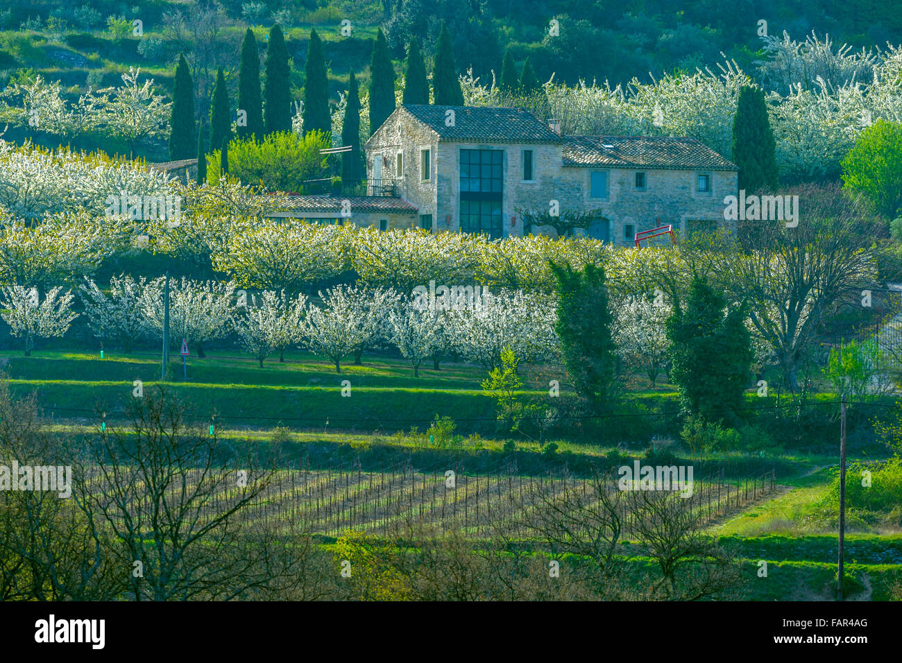 Cherry orchard and vinyard estate, Provence, France Stock Photo - Alamy