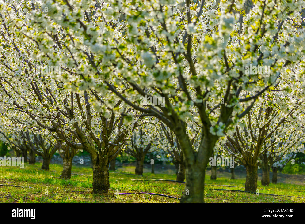 Cherry Orchard, Provence, France Stock Photo - Alamy