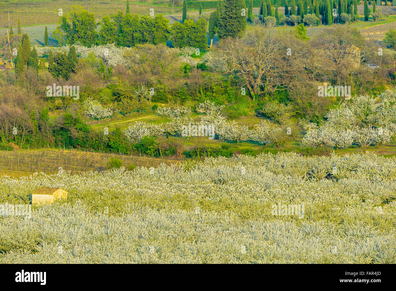 Cherry Orchard and vinyard, Provence, France Stock Photo - Alamy