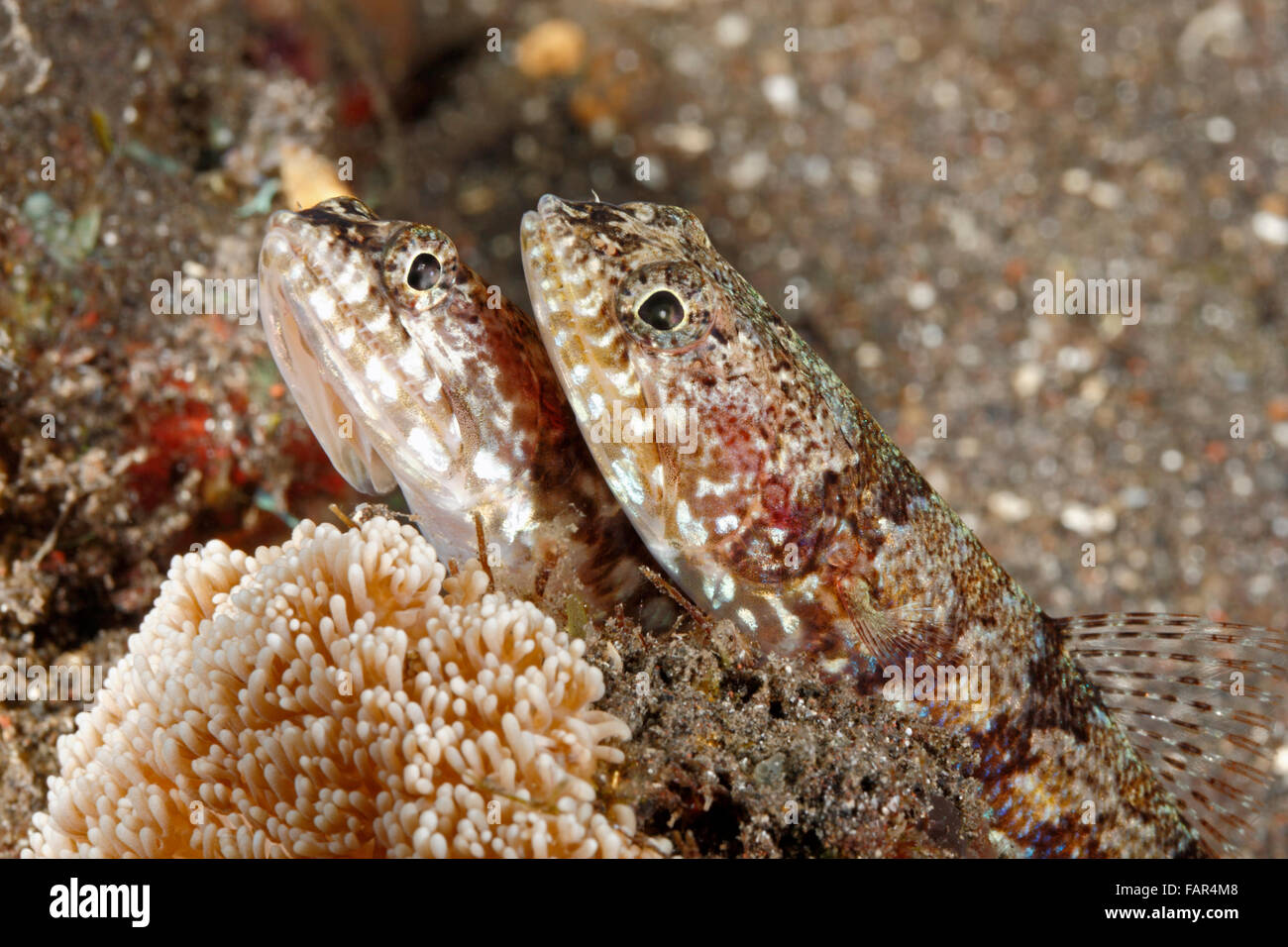 Lizardfish hi-res stock photography and images - Alamy