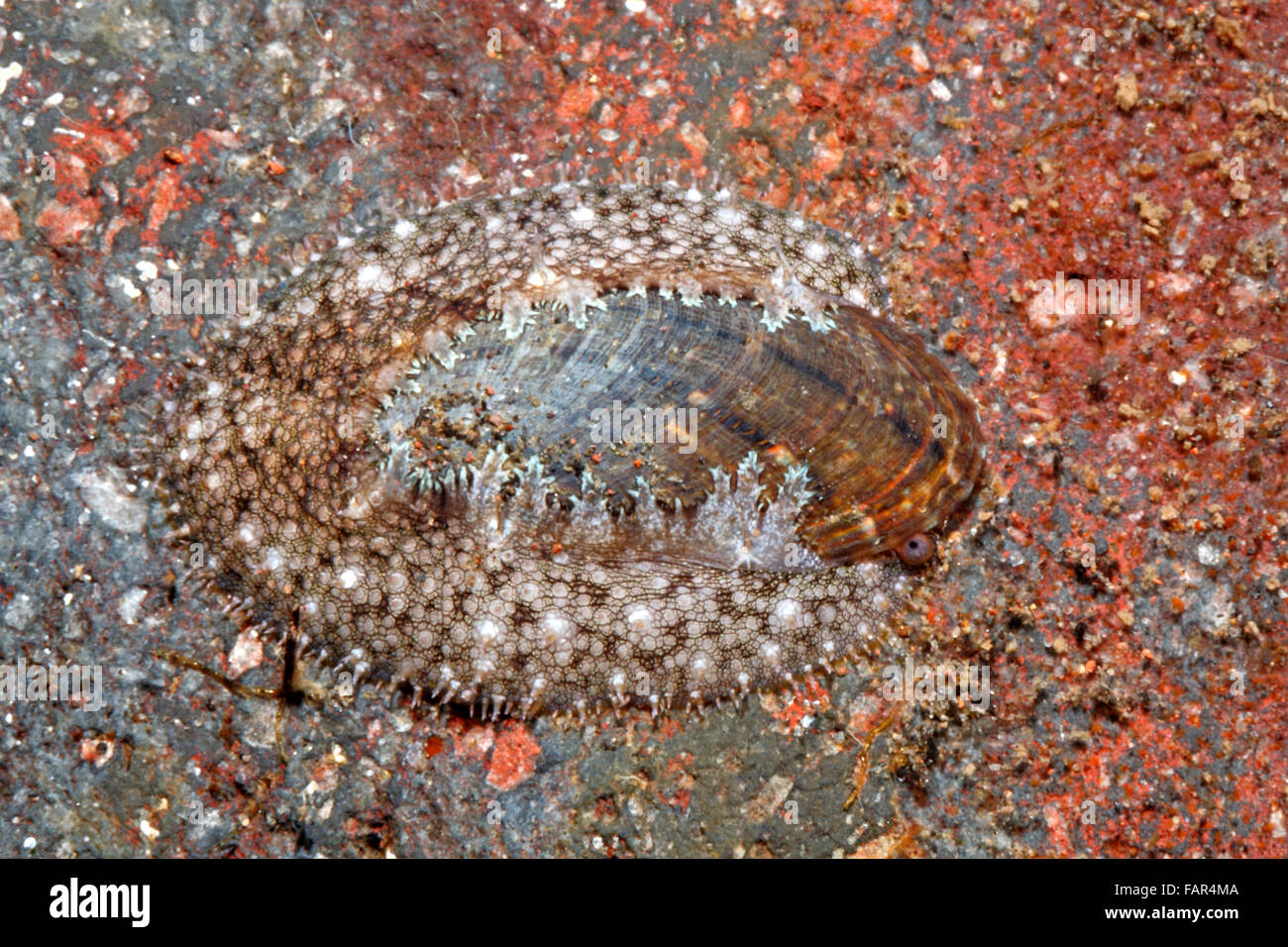Ass's-ear Abalone, Haliotis asinina.Tulamben, Bali, Indonesia. Bali Sea ...