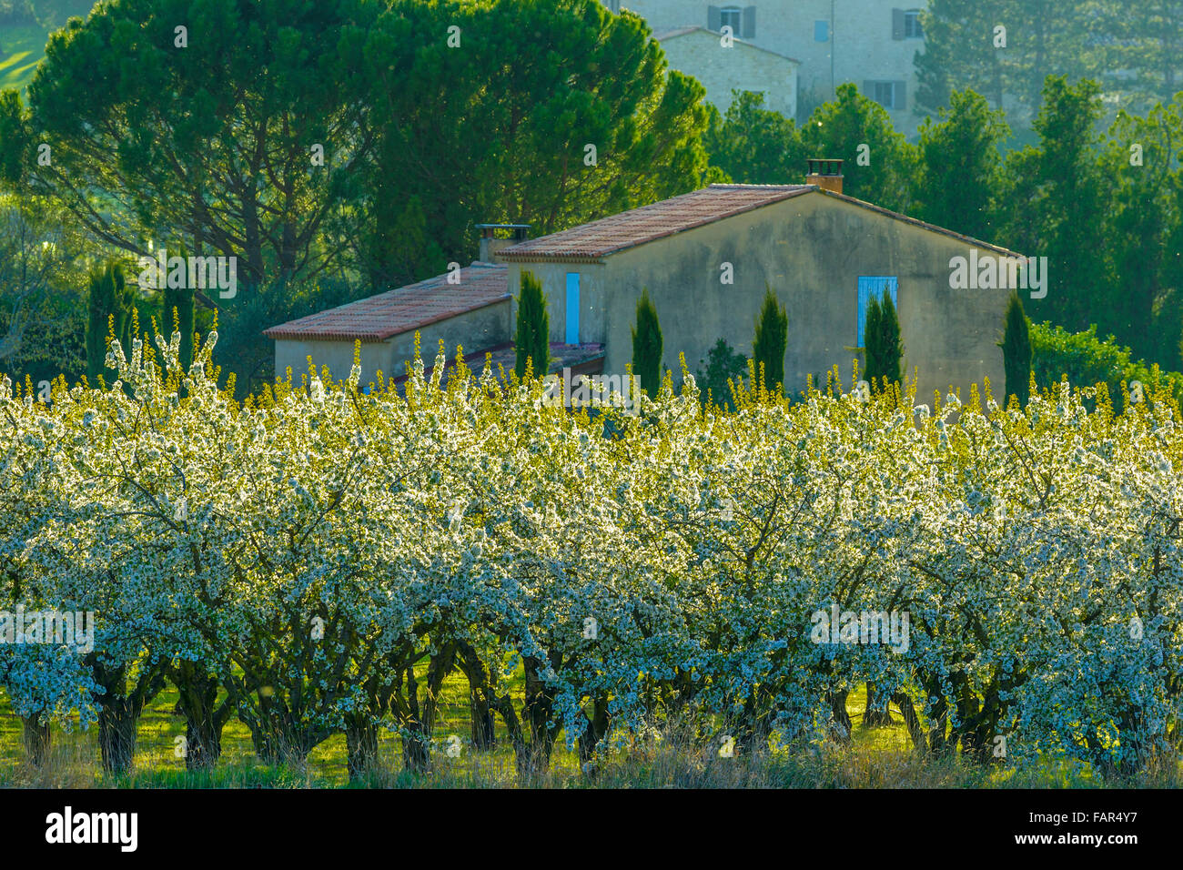 Cherry Orchard and farm house, Provence, France Stock Photo - Alamy