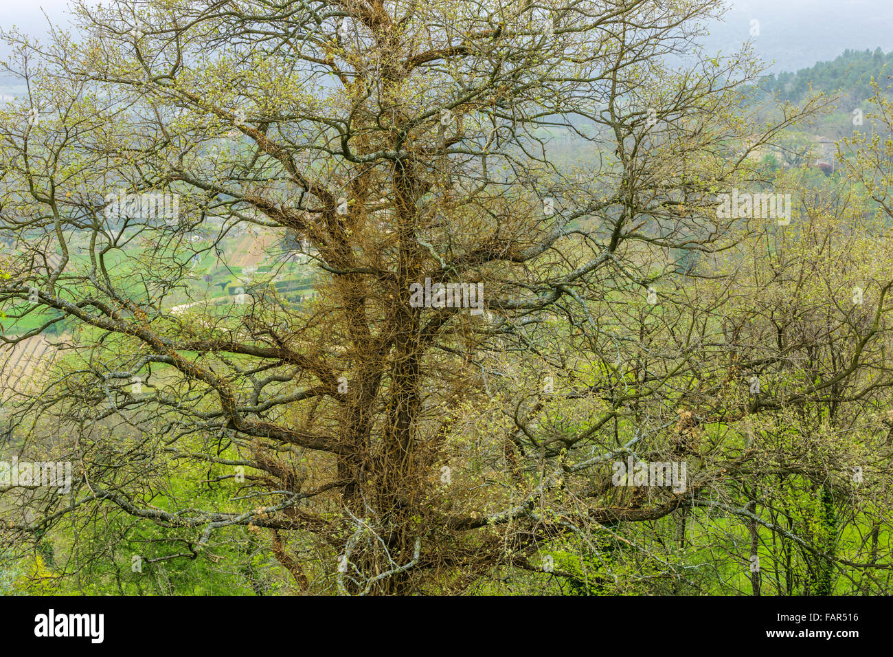 imposing tree overlooking valley by town of Lacoste, Provence, France ...