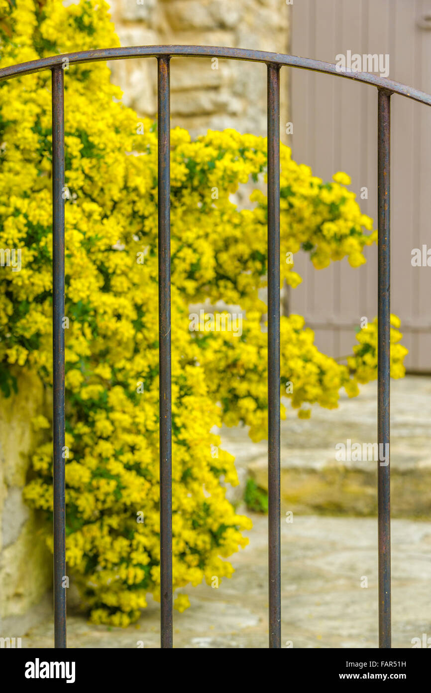 Provence broom hi-res stock photography and images - Alamy