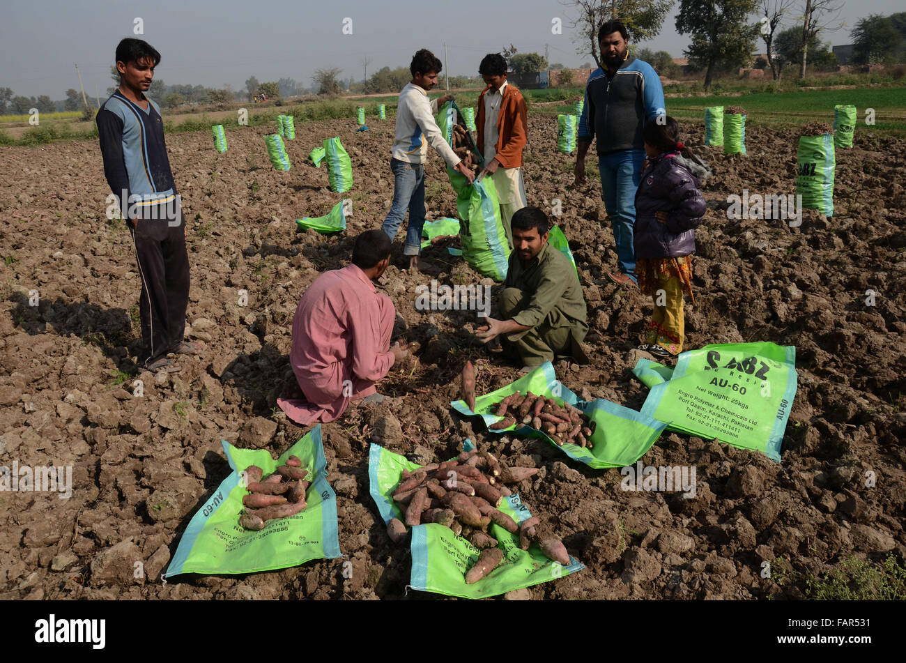 Lahore, Pakistan. 03rd Jan, 2016. Pakistani farmers busy in their work ...