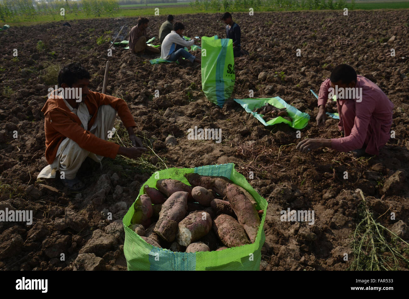 Lahore, Pakistan. 03rd Jan, 2016. Pakistani farmers busy in their work ...