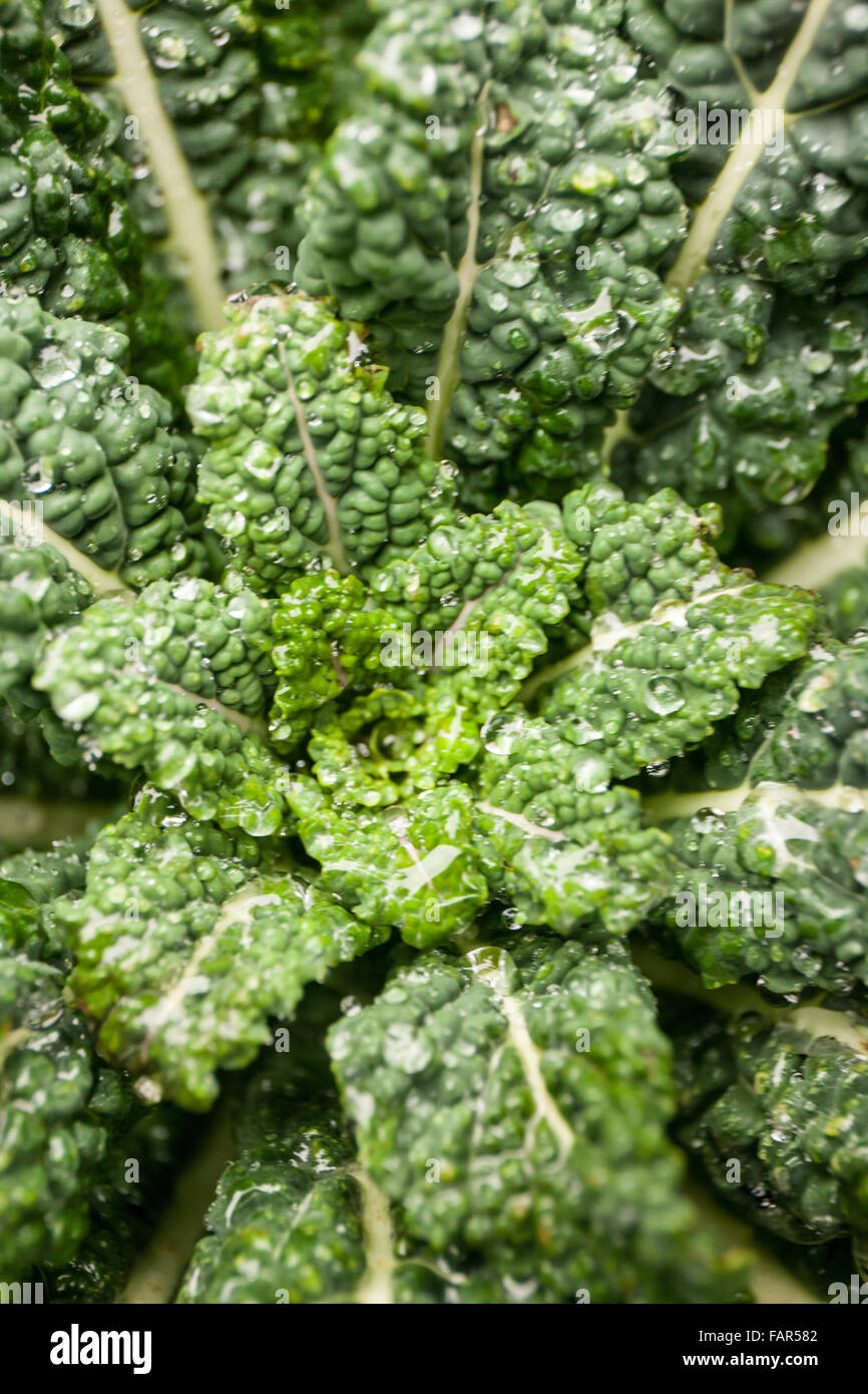 Looking down on a stalk of over-wintered Dino Kale growing in a garden ...