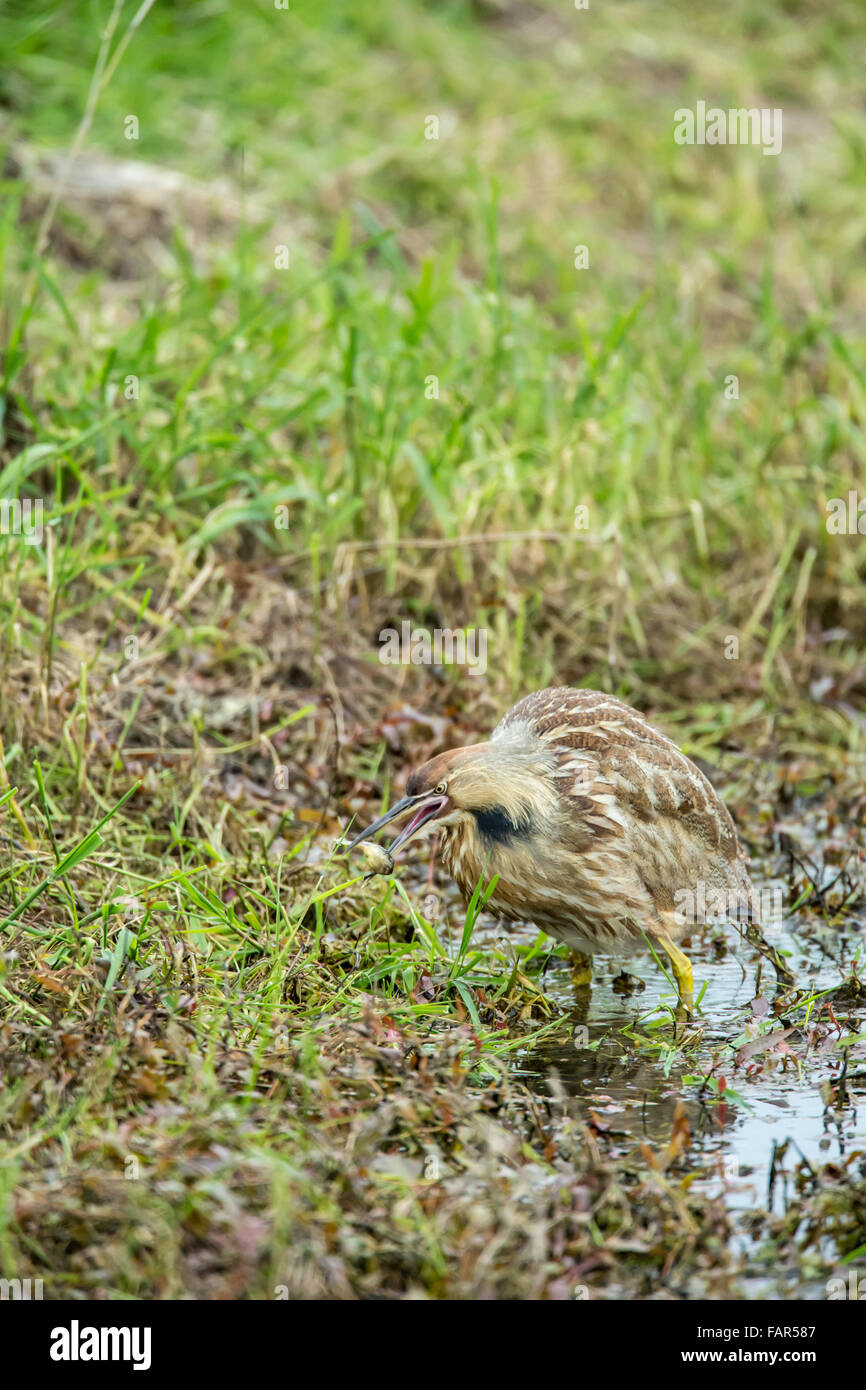 American Bittern eating a bullfrog pollywog in Ridgefield National ...