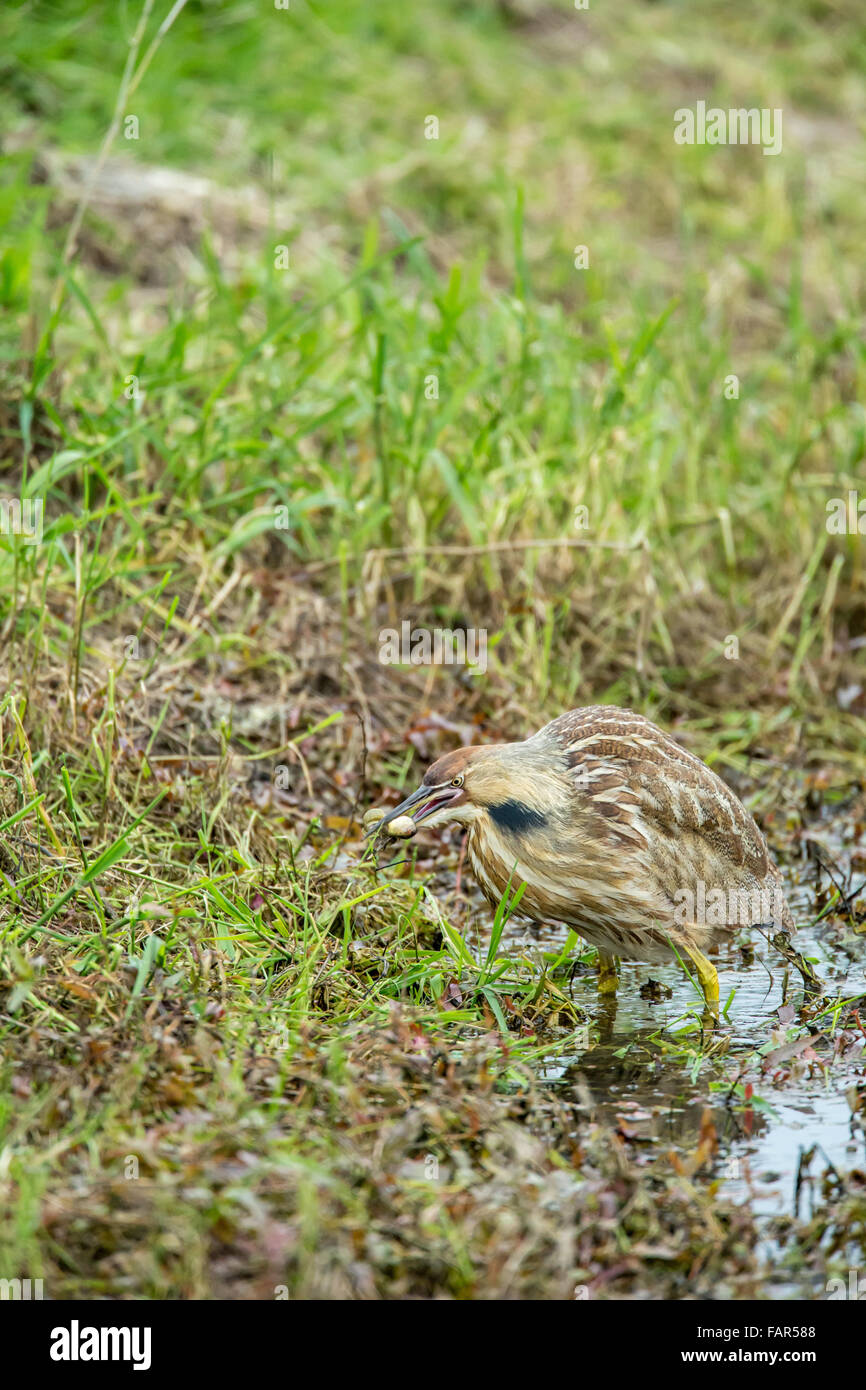 American bullfrog eating hi-res stock photography and images - Alamy