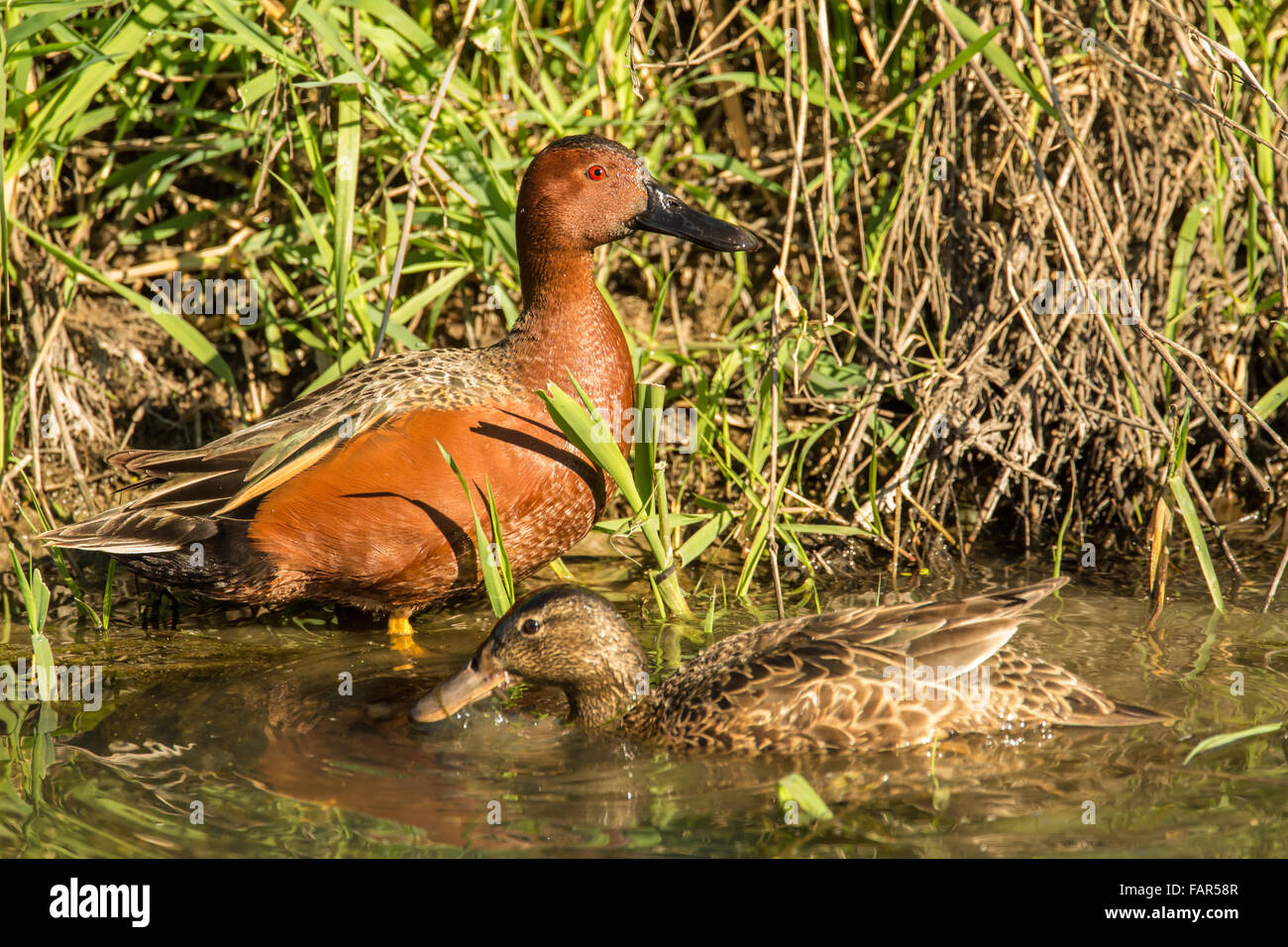 Cinnamon teal duck hi-res stock photography and images - Alamy