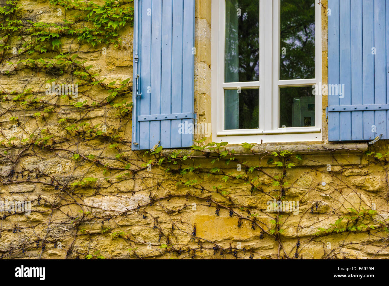 window shutters and vines, Provence, France Stock Photo - Alamy