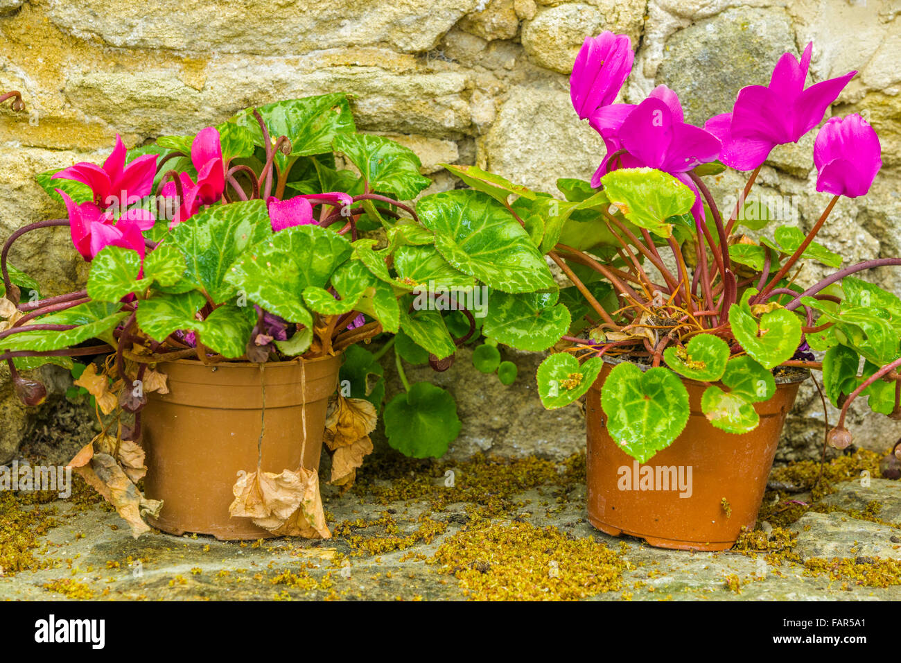 Flower pots on stone ledge, Provence, France Stock Photo - Alamy