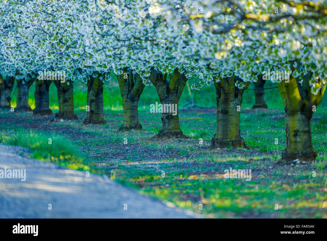 Cherry farm france hi-res stock photography and images - Alamy