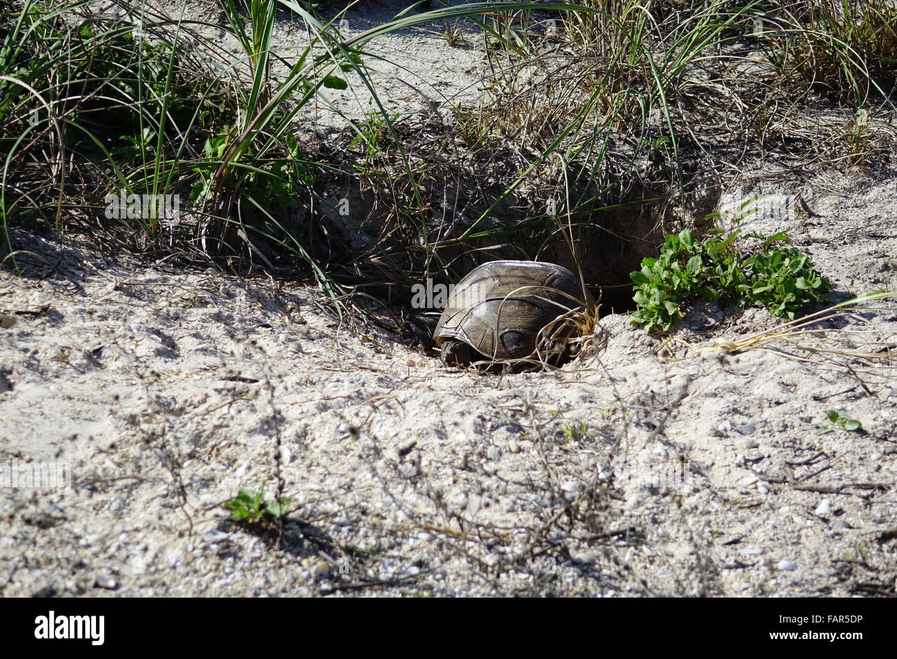 Gopher tortoise in its burrow in a sand dune Stock Photo - Alamy