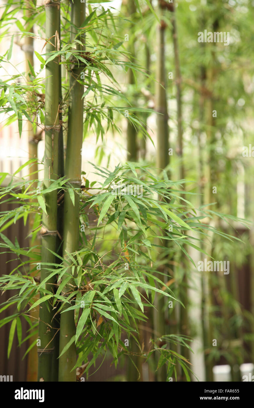 stock image of bamboo with leaf Stock Photo - Alamy