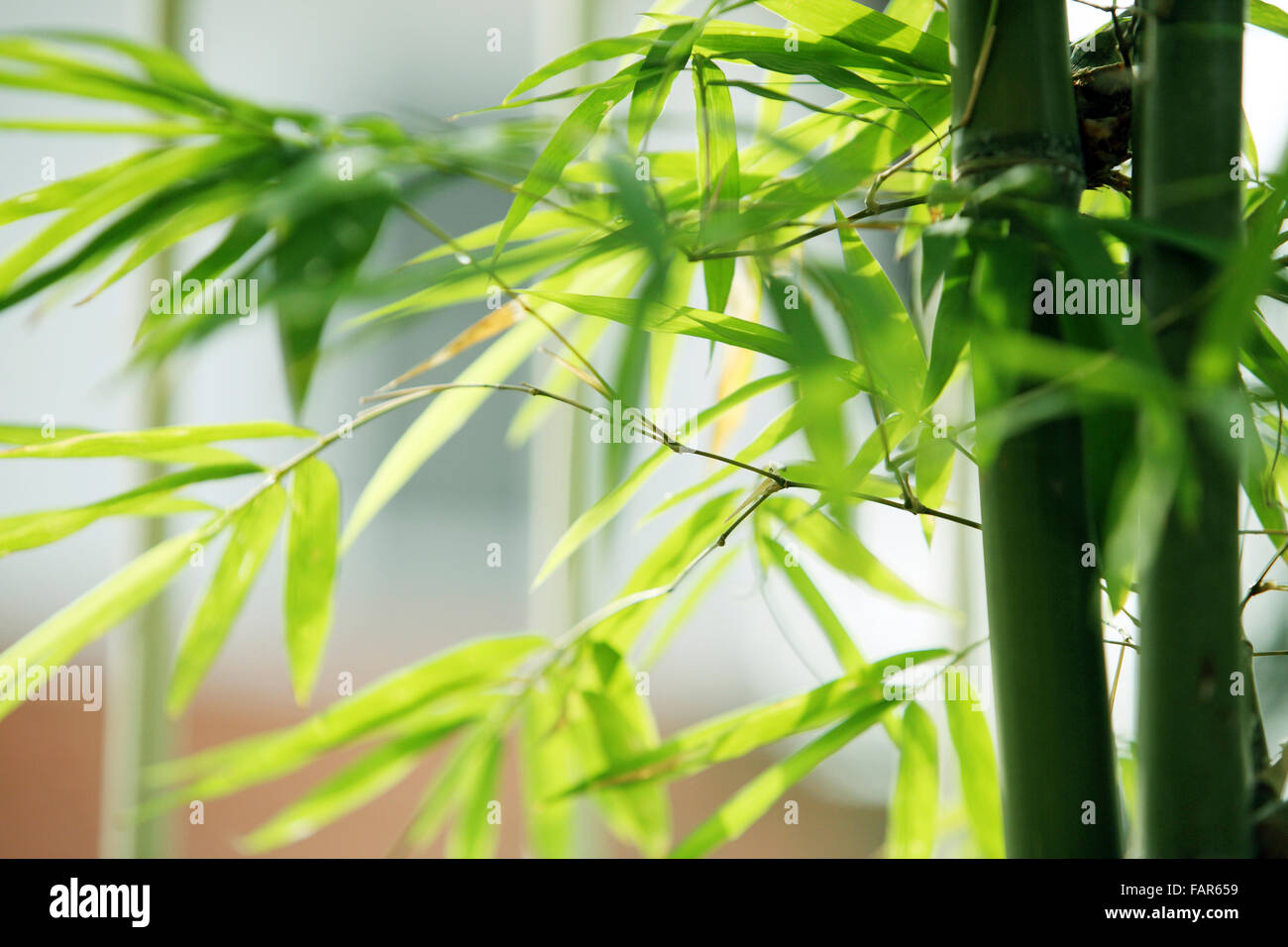 stock image of bamboo with leaf Stock Photo - Alamy