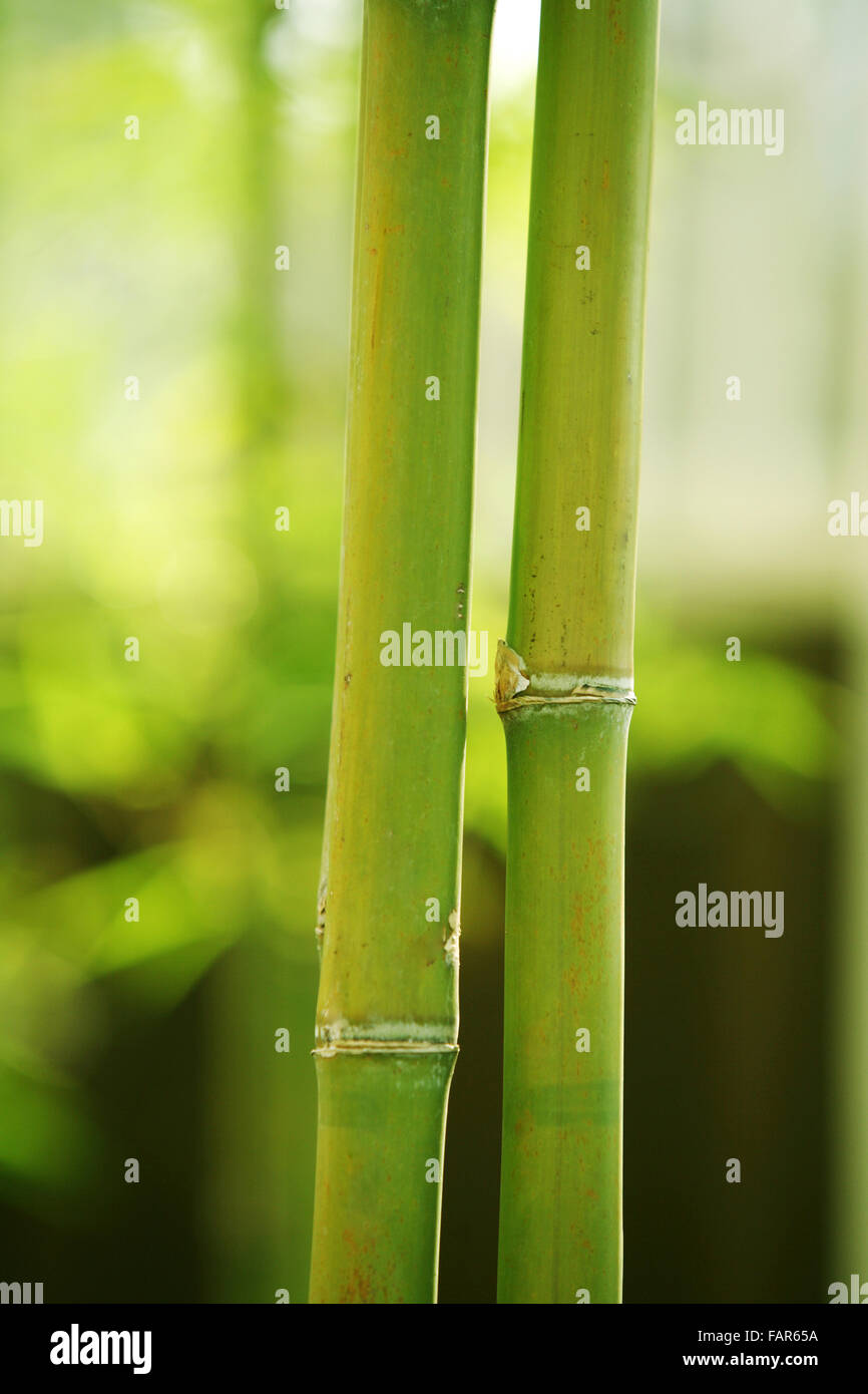 stock image of bamboo with leaf Stock Photo - Alamy