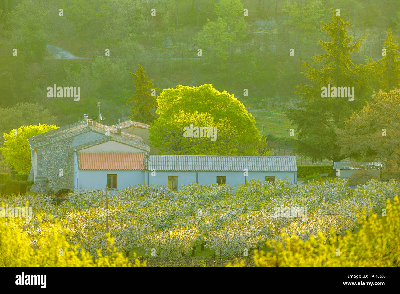 Cherry Orchard, Provence, France Stock Photo - Alamy