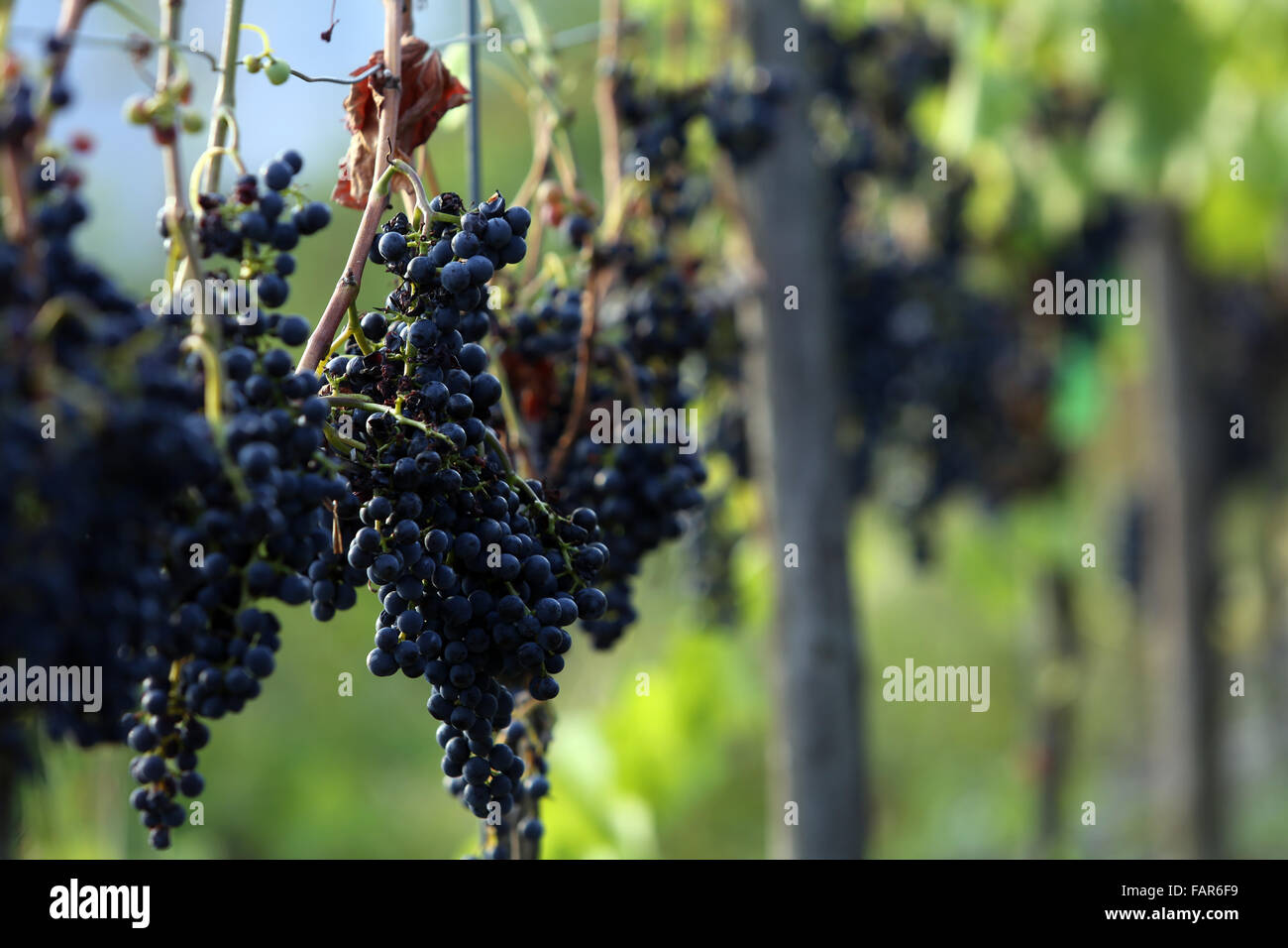 Germany Lauda town Vineyard Stock Photo - Alamy
