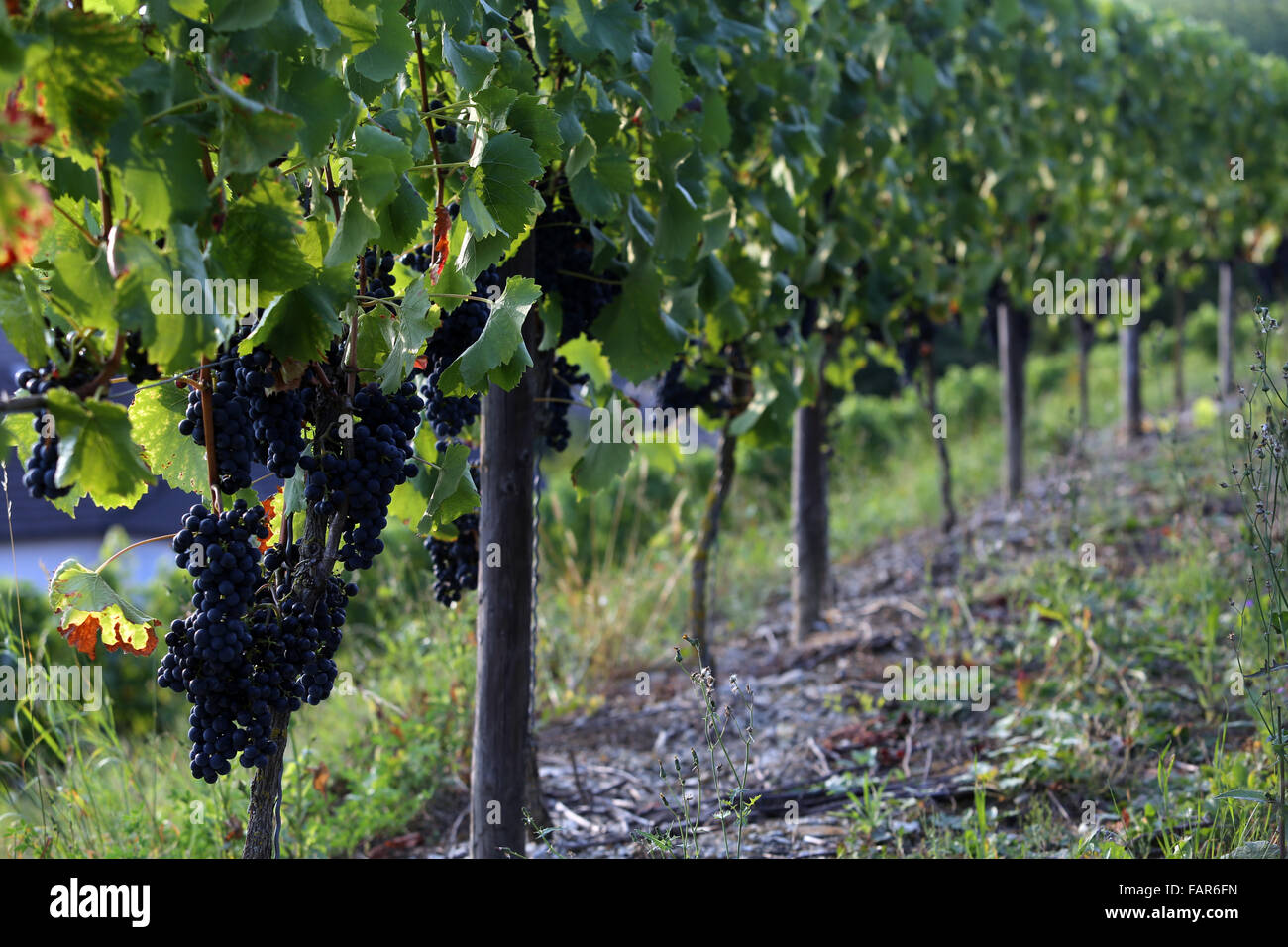 Germany Lauda town Vineyard Stock Photo - Alamy