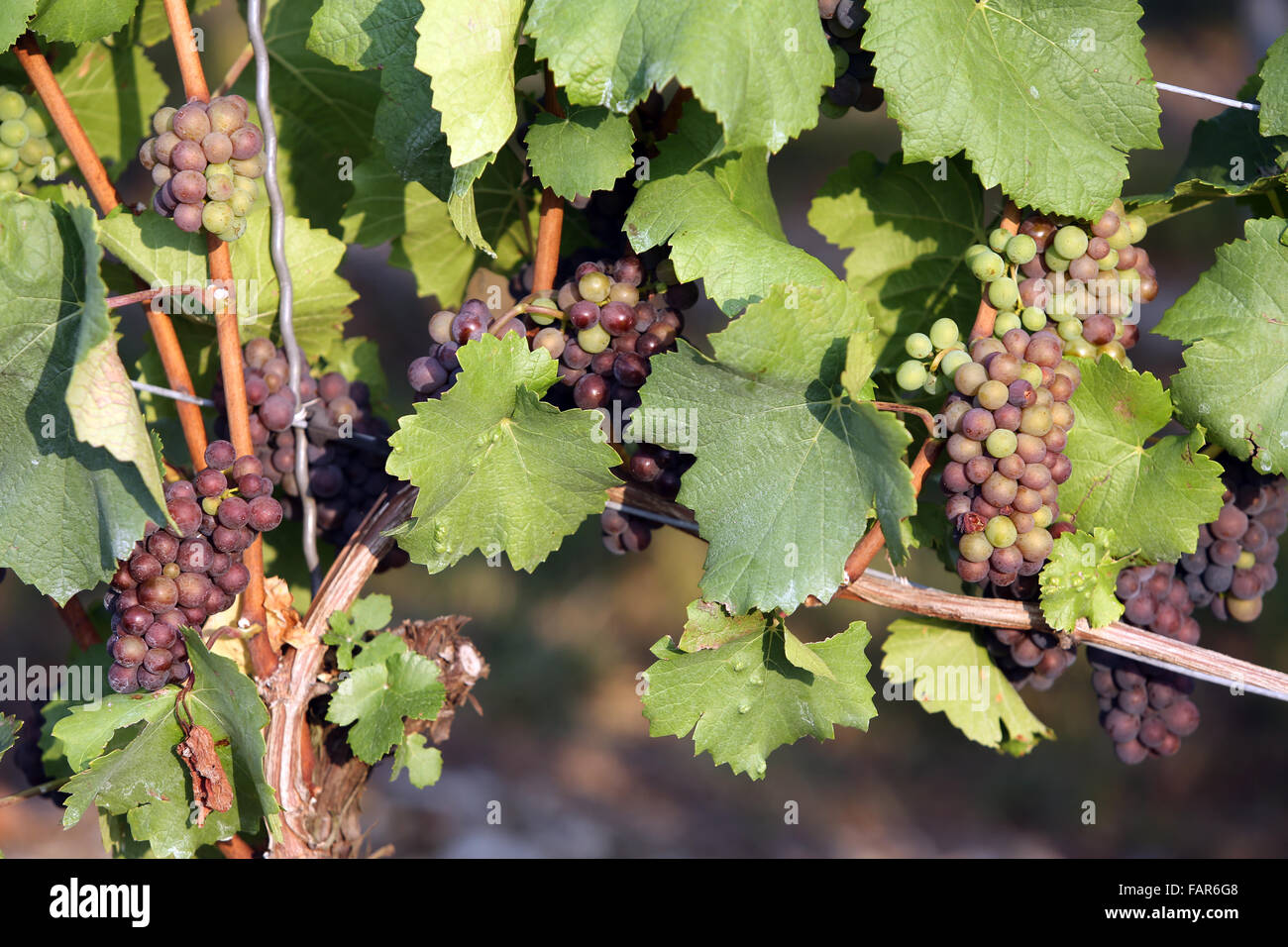 Germany Lauda town Vineyard Stock Photo - Alamy