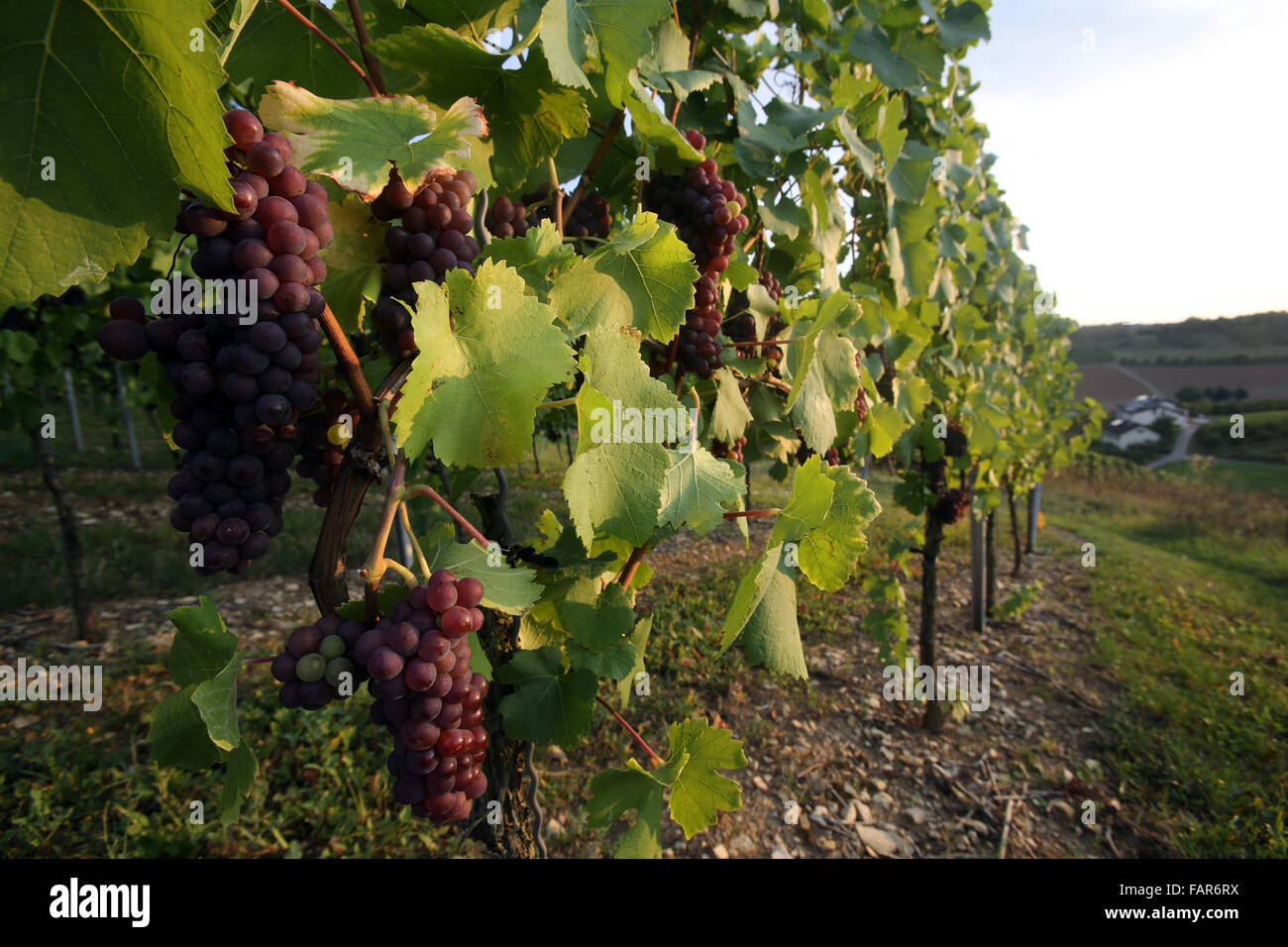 Germany Lauda town Vineyard Stock Photo - Alamy