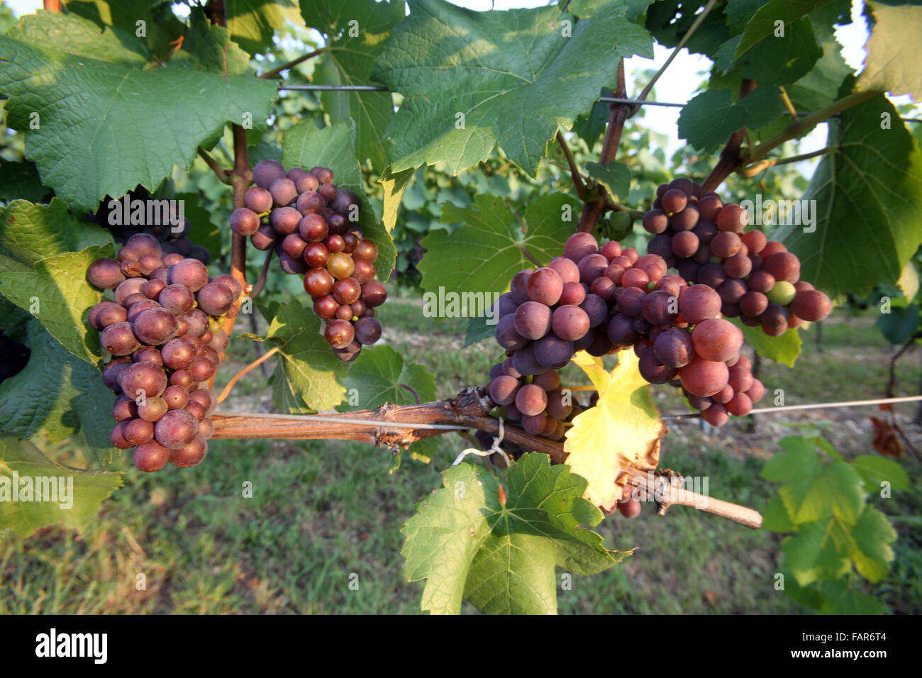 Germany Lauda town Vineyard Stock Photo - Alamy