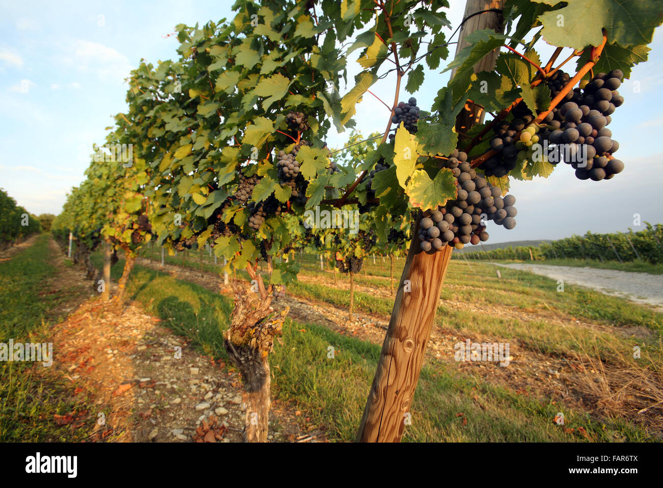 Germany Lauda town Vineyard Stock Photo - Alamy