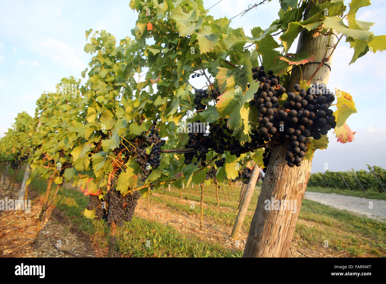 Germany Lauda town Vineyard Stock Photo - Alamy