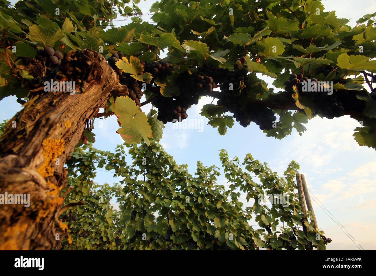 Germany Lauda town Vineyard Stock Photo - Alamy