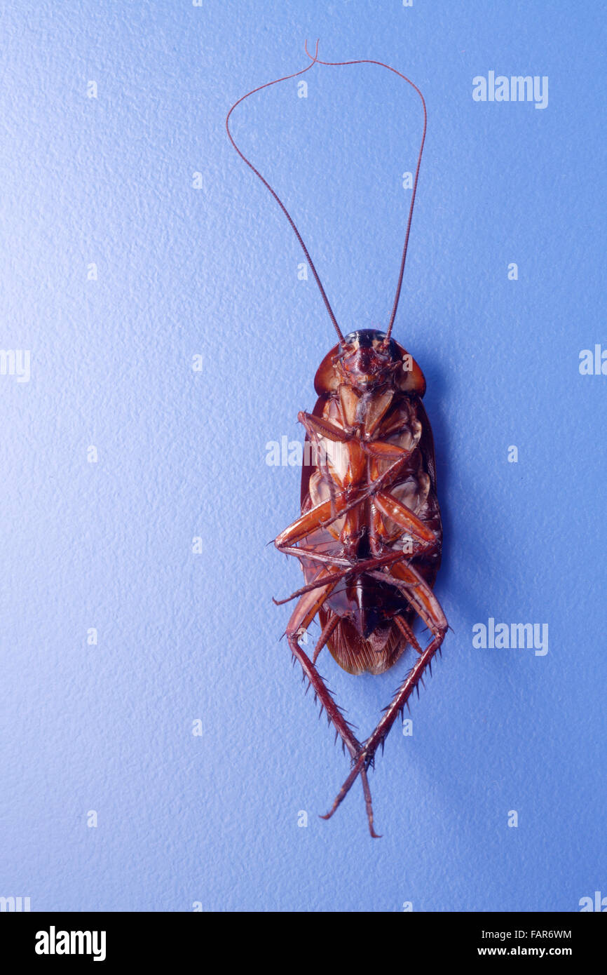 Dead cockroach on the blue background Stock Photo - Alamy