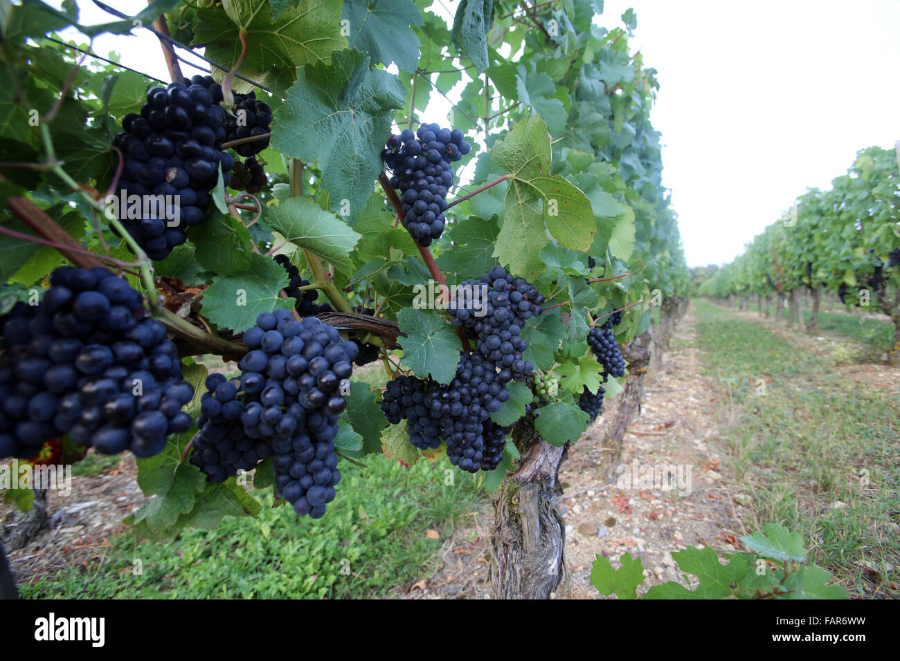 Germany Lauda town Vineyard Stock Photo - Alamy
