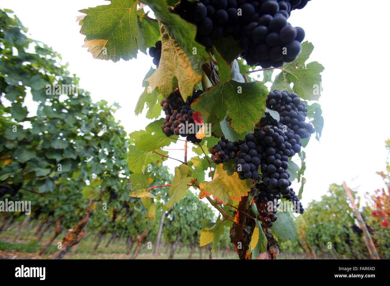 Germany Lauda town Vineyard Stock Photo - Alamy